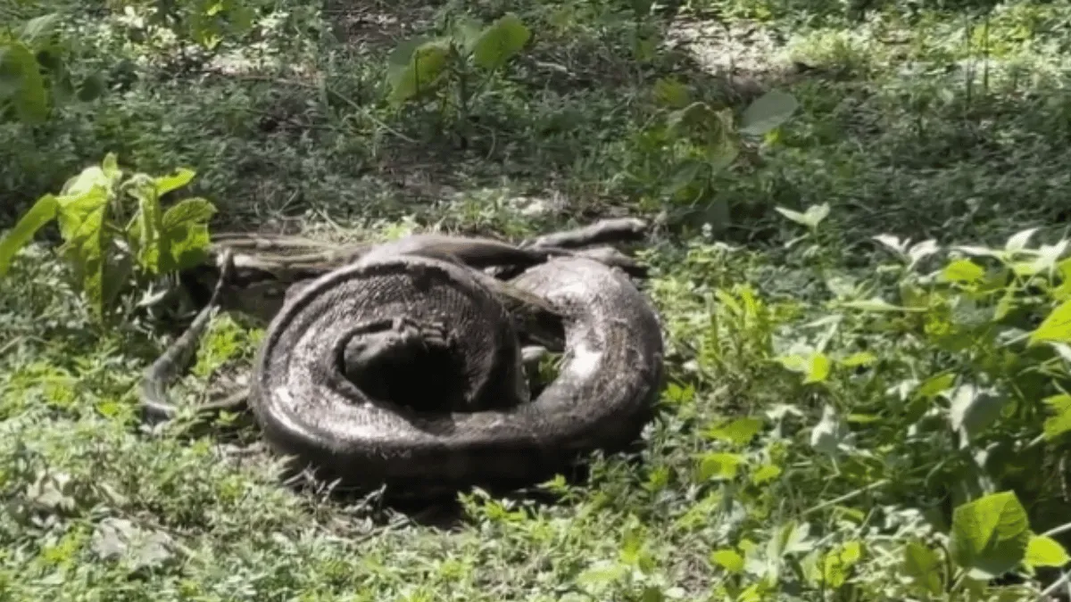 Massive Python Swallows Goat; Viral Video Sparks Debate Over ‘Helping Prey’ | Which Side Are You On?